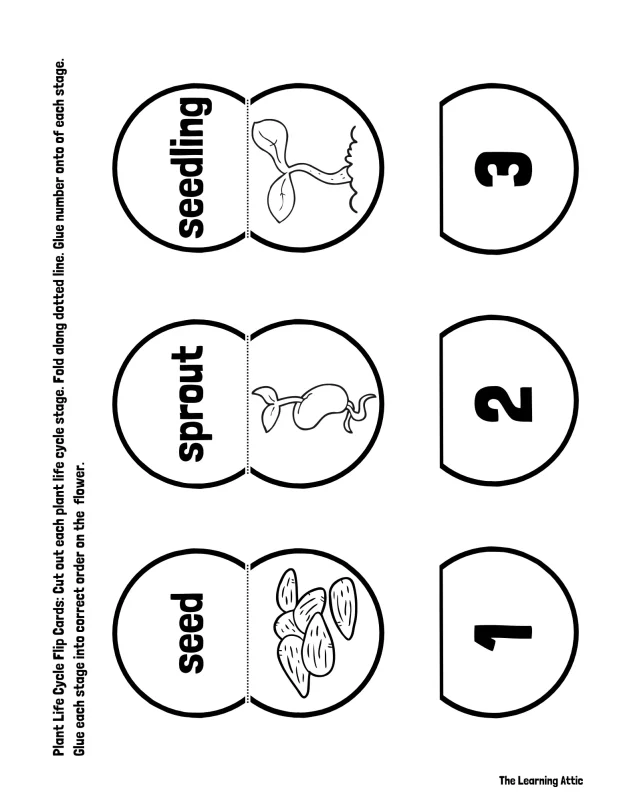 Life Cycle Of A Plant Craftivity Spring Bulletin Display April May Cut ...