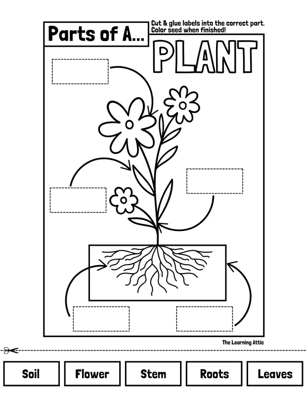 Life Cycle Of A Plant Craftivity Spring Bulletin Display April May Cut ...