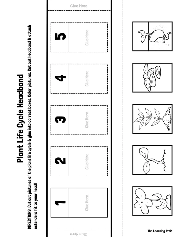 Life Cycle Of A Plant Craftivity Spring Bulletin Display April May Cut ...