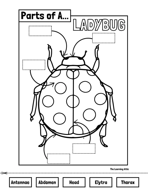 Ladybug Life Cycle Craft Cut & Glue Science Sequencing Spring ...